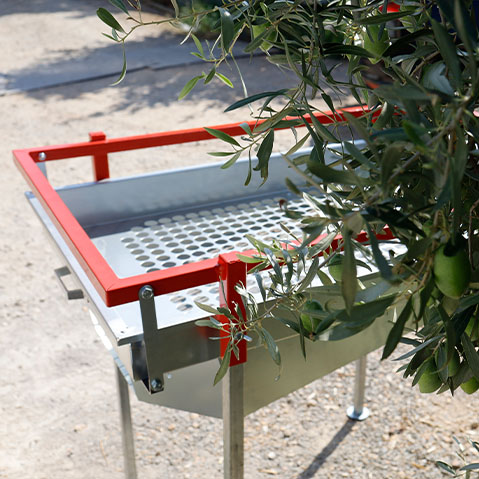 Κόσκινα Ελιάς